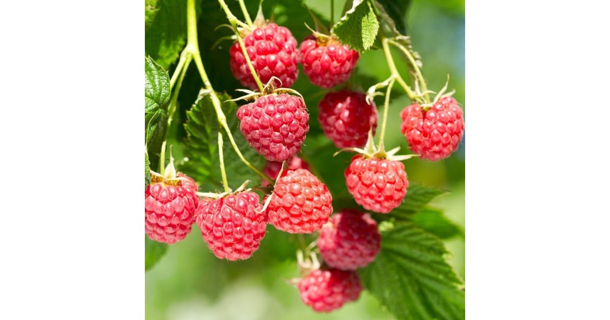 Rubus idaeus 'Glen Ample' - Tüske nélküli málna - A gödöllői Kertészet